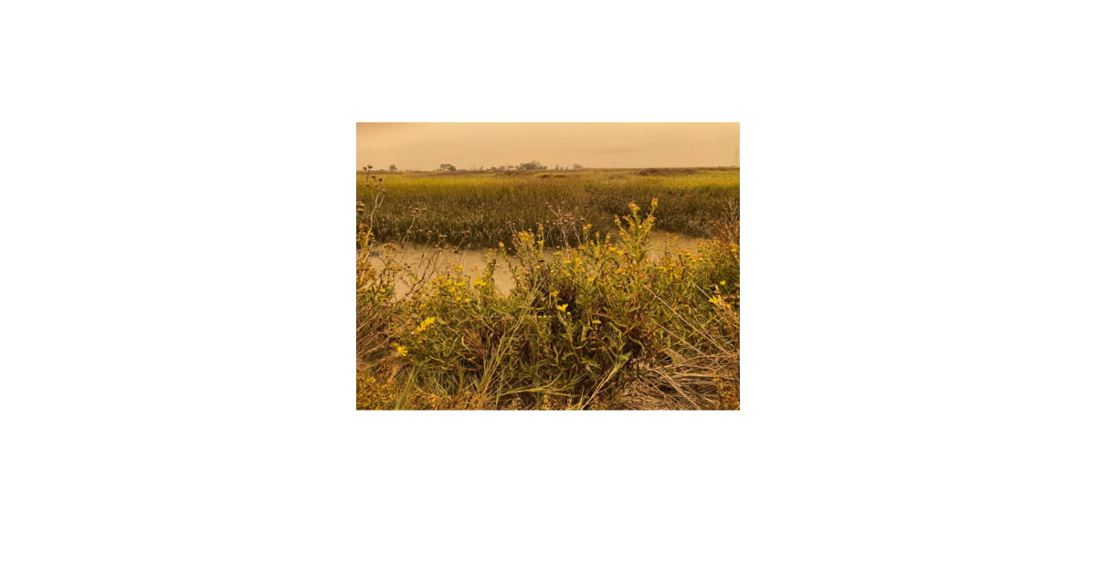 Coach SS21 womenswear #41 - Tagwalk: The Fashion Search Engine